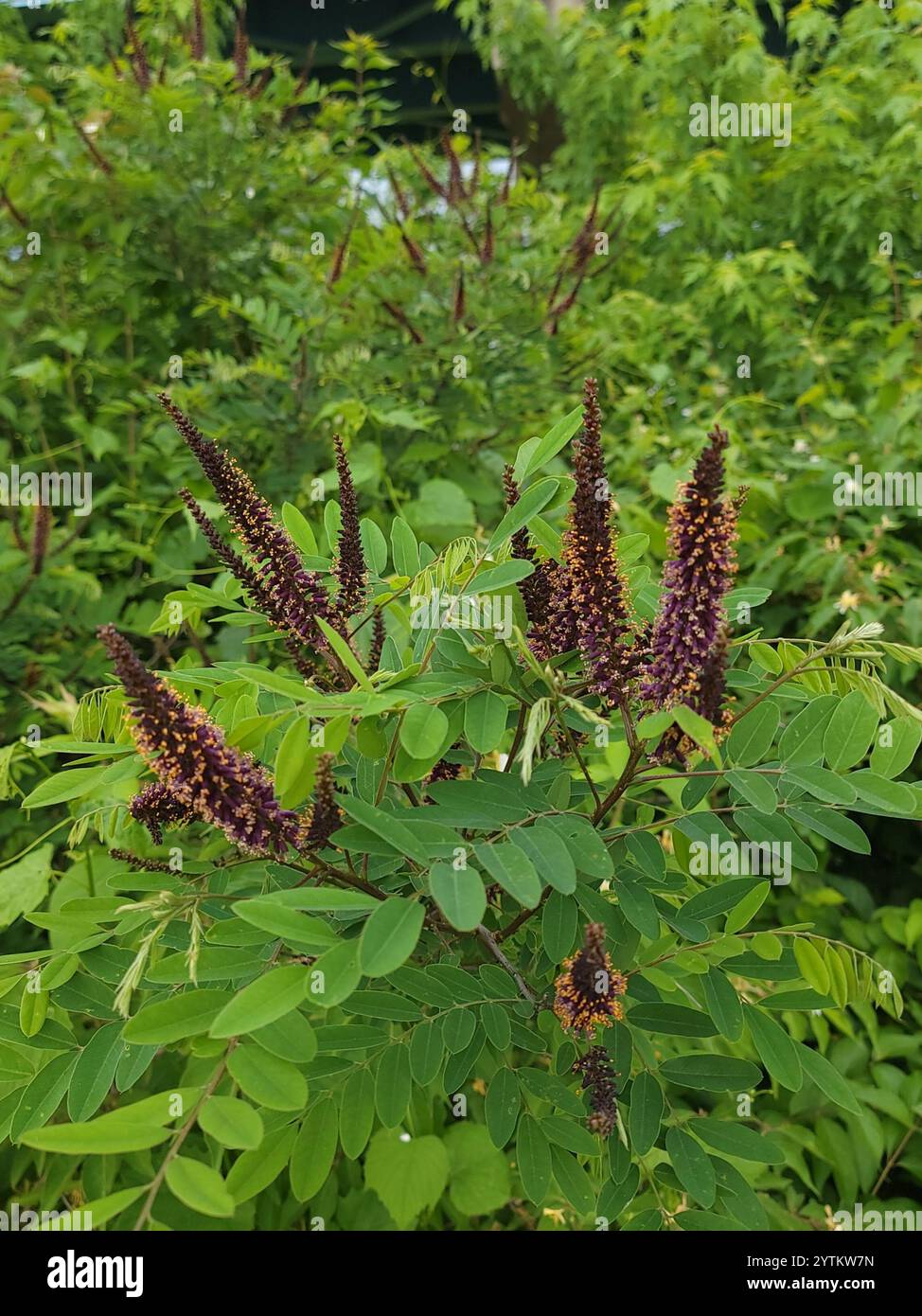 false indigo bush (Amorpha fruticosa Stock Photo - Alamy