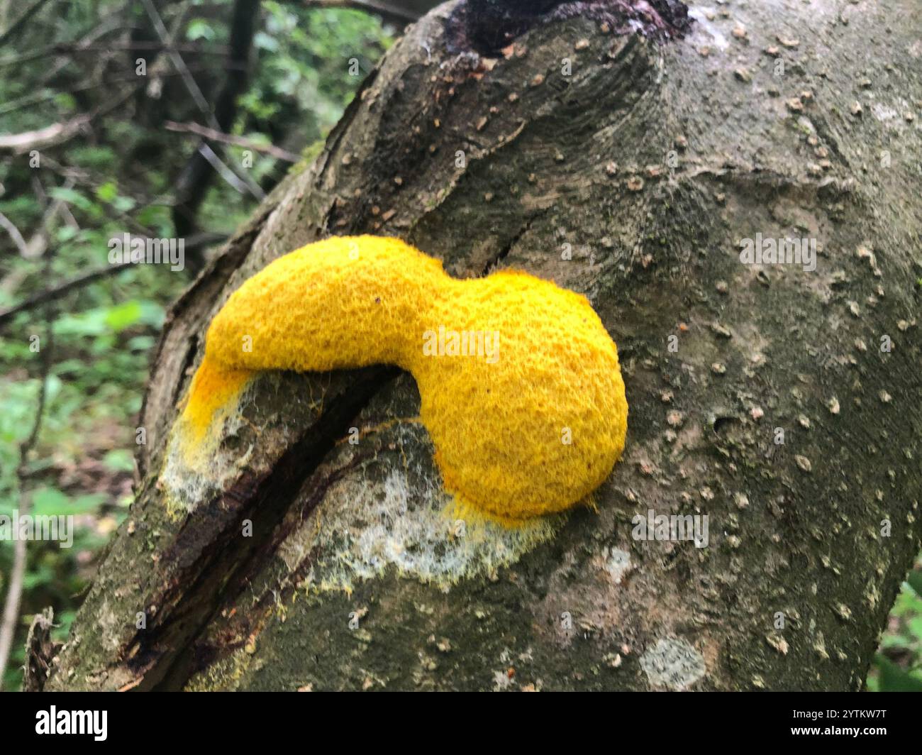 Dog Vomit Slime Mold (Fuligo septica Stock Photo - Alamy