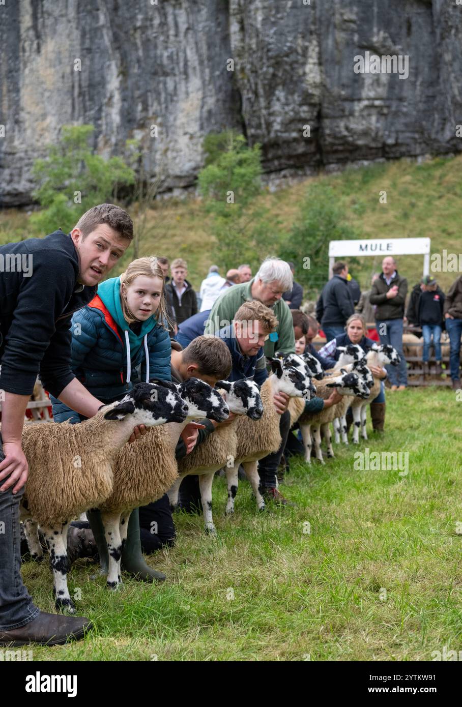 Sheep being shown at the 2024 Kilnsey Show under the shadow of Kilnsey ...