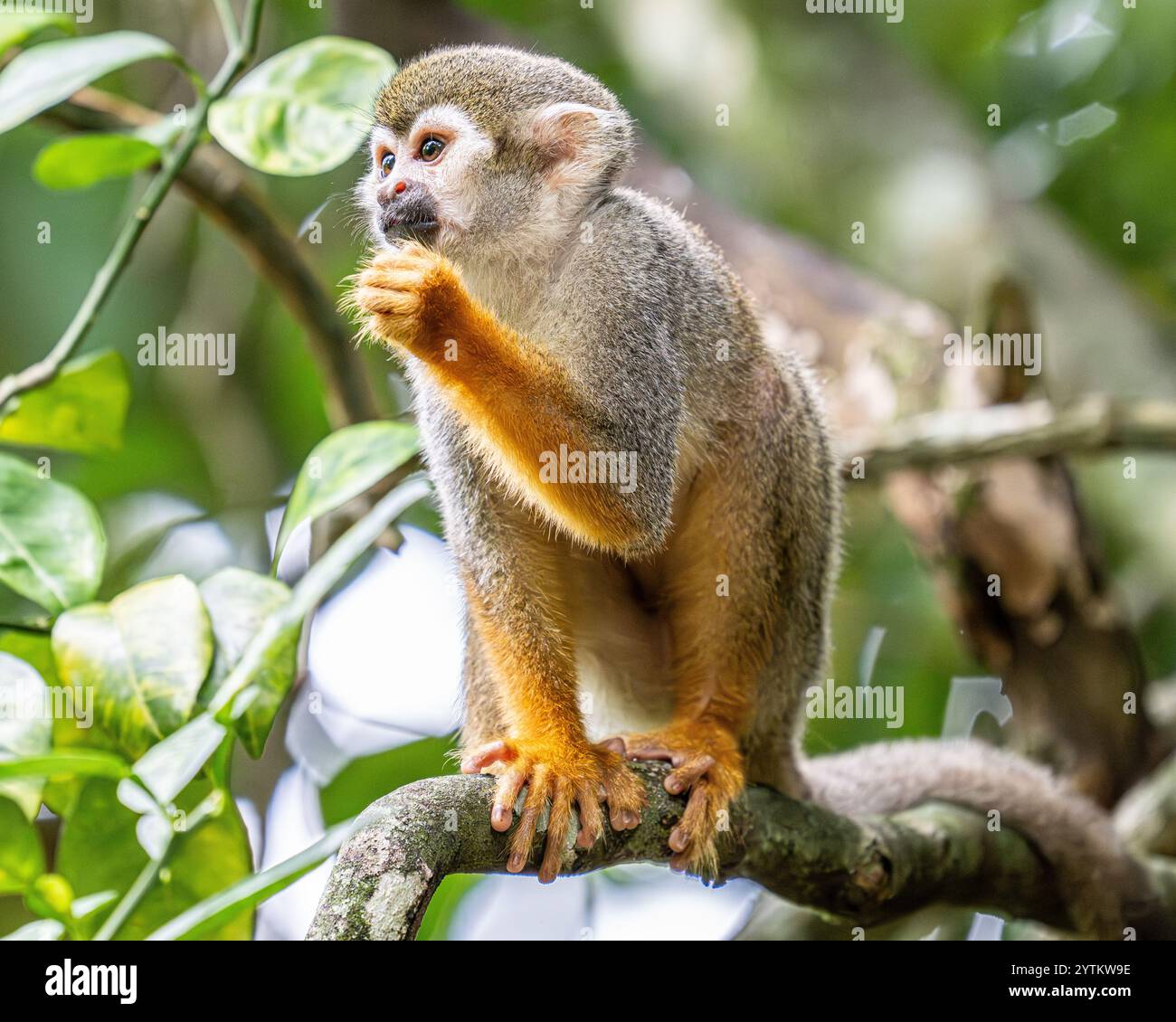 New world monkey dominican republic hi-res stock photography and images ...