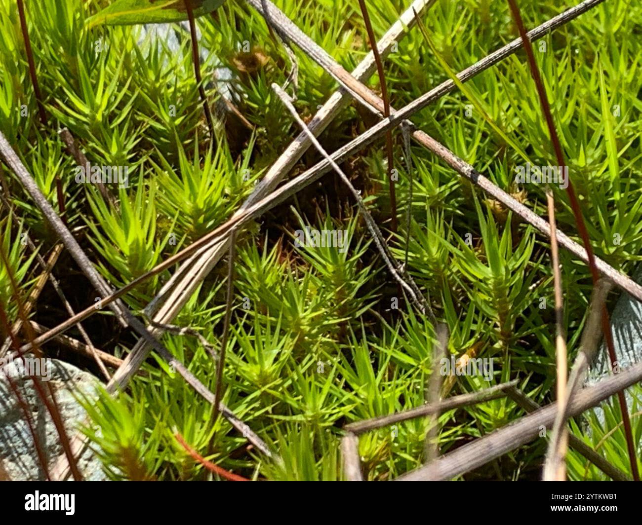 haircap mosses (Polytrichum Stock Photo - Alamy