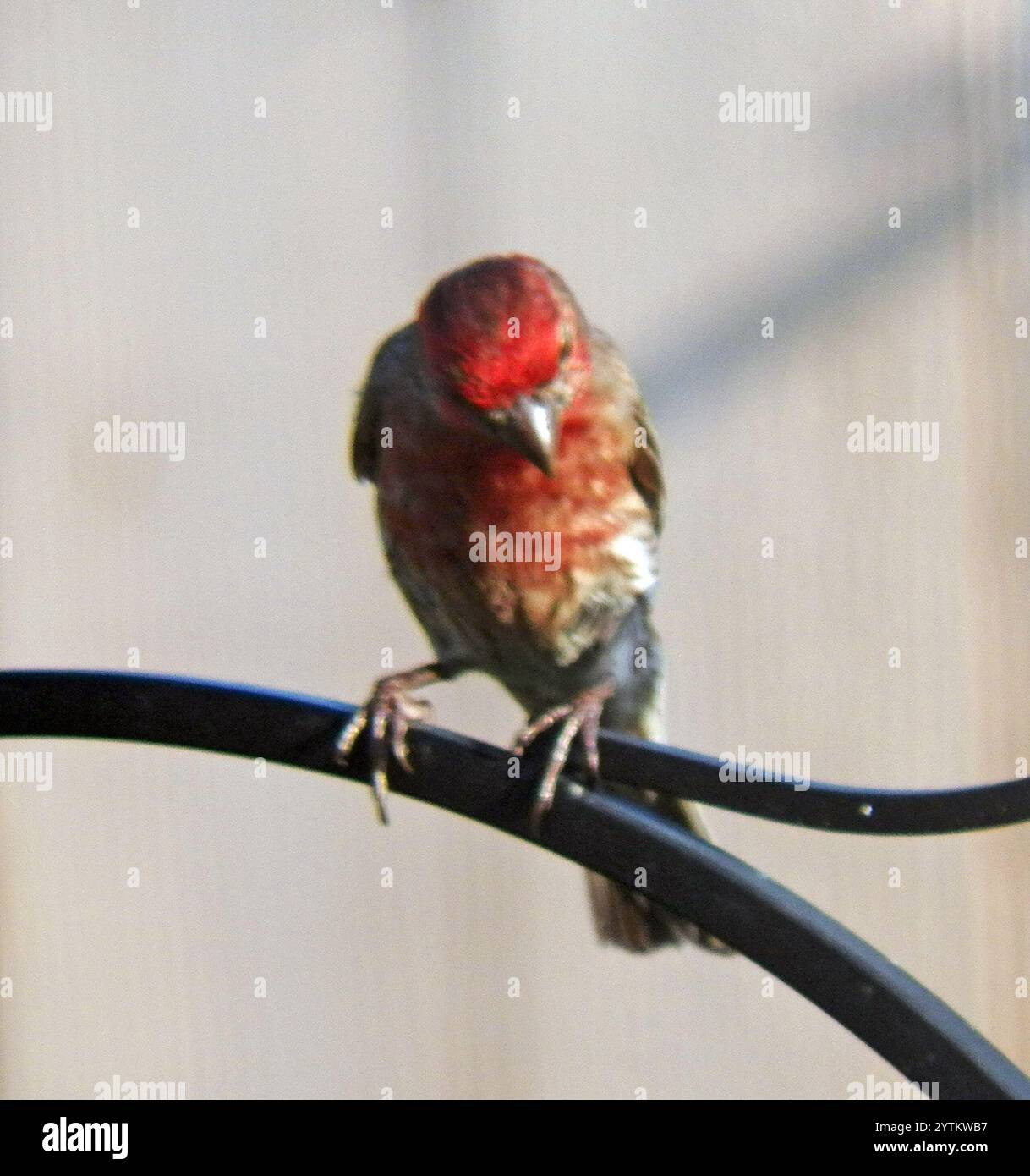 House Finch (Haemorhous mexicanus Stock Photo - Alamy