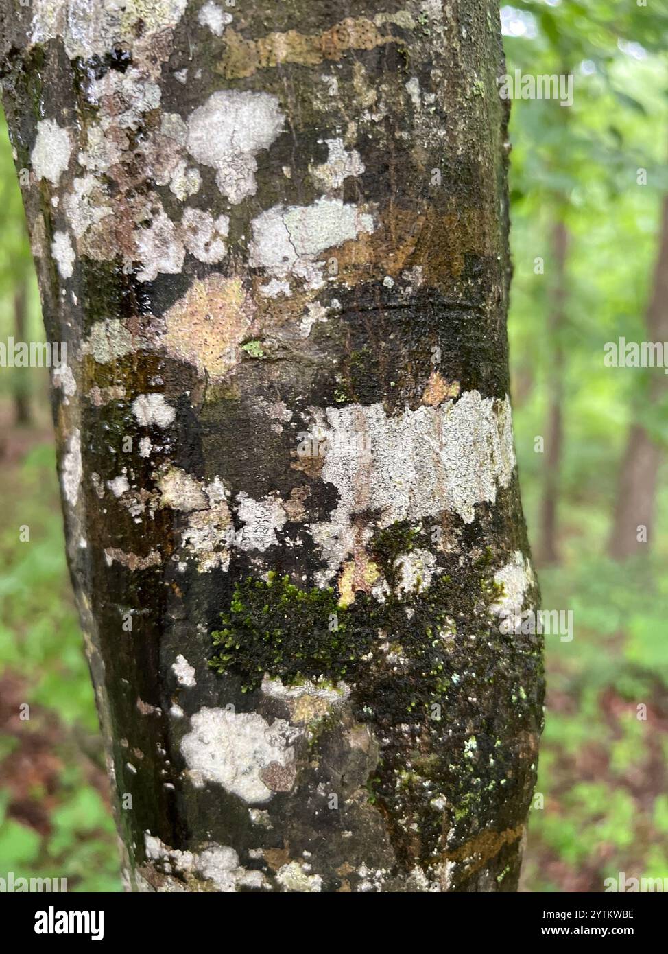 Thalloid liverworts hi-res stock photography and images - Alamy