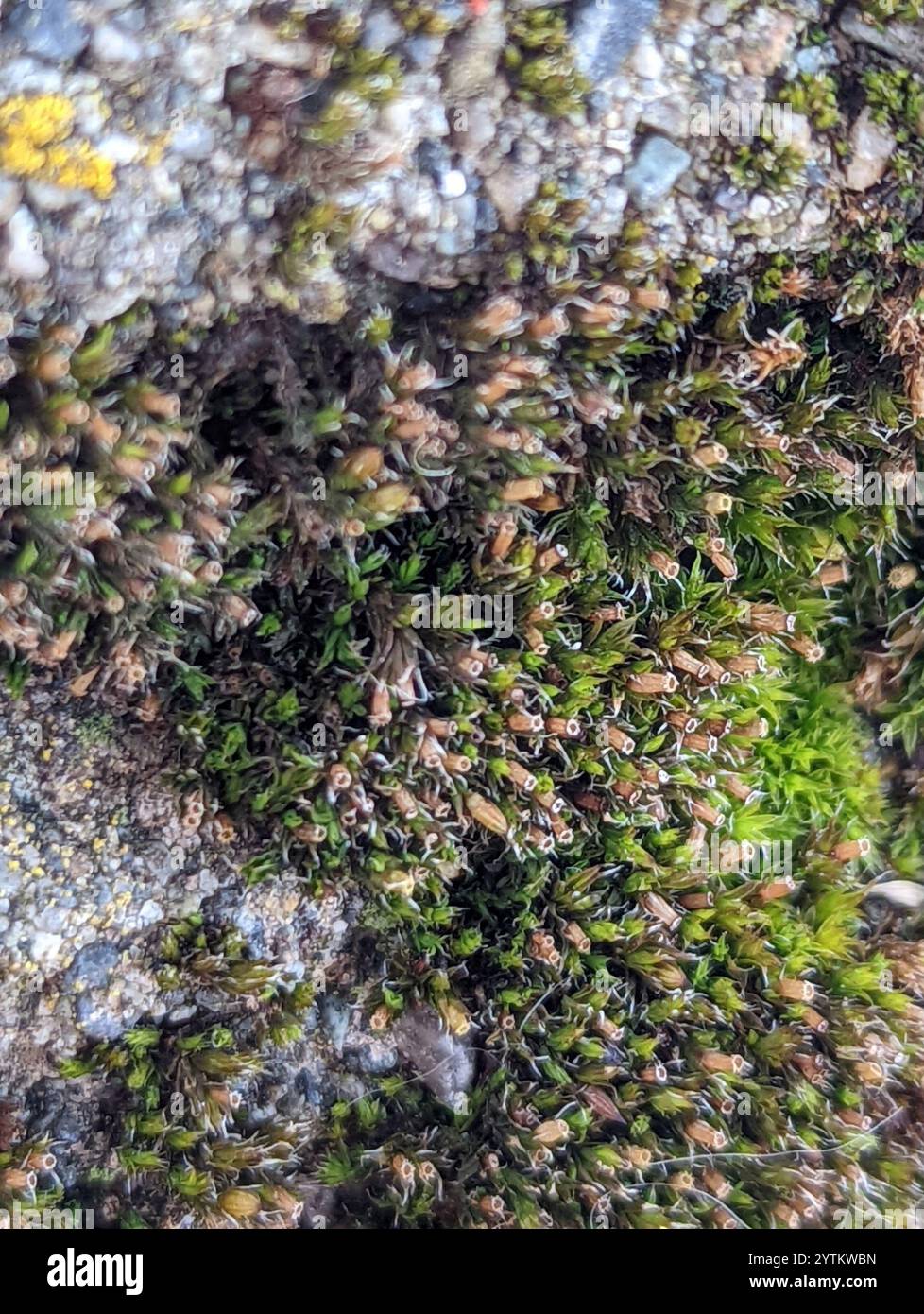 Papillose Bloom Moss (Schistidium papillosum Stock Photo - Alamy