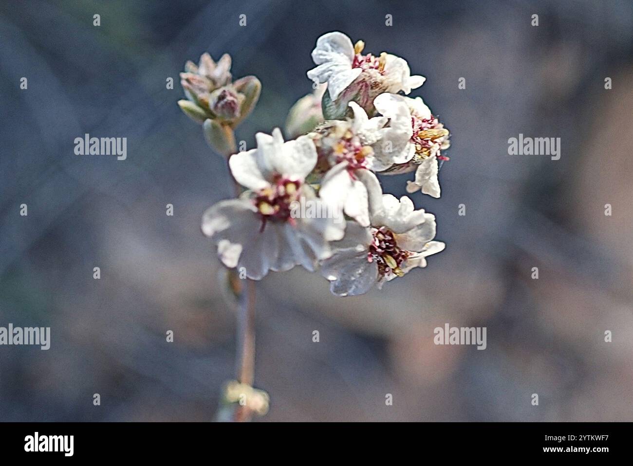 Cape Snow Bush (Eriocephalus africanus Stock Photo - Alamy