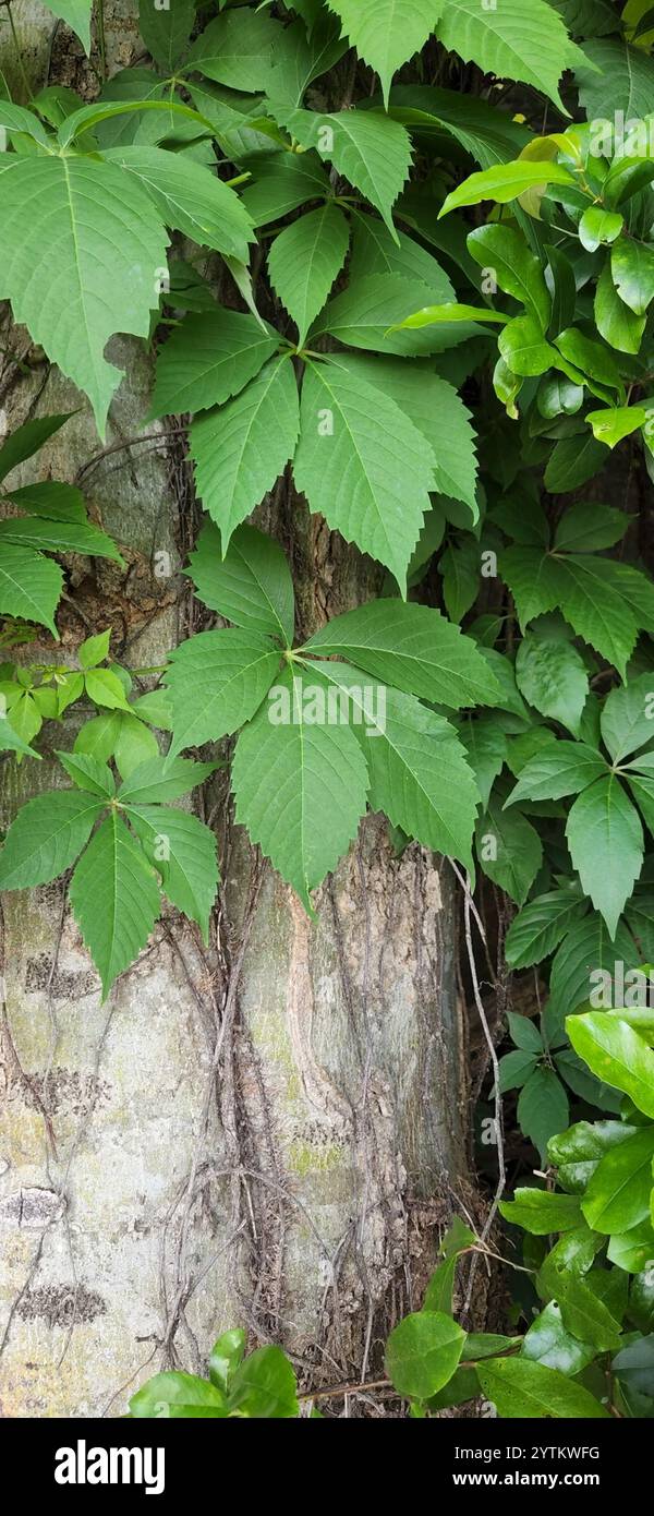 Virginia creeper (Parthenocissus quinquefolia Stock Photo - Alamy