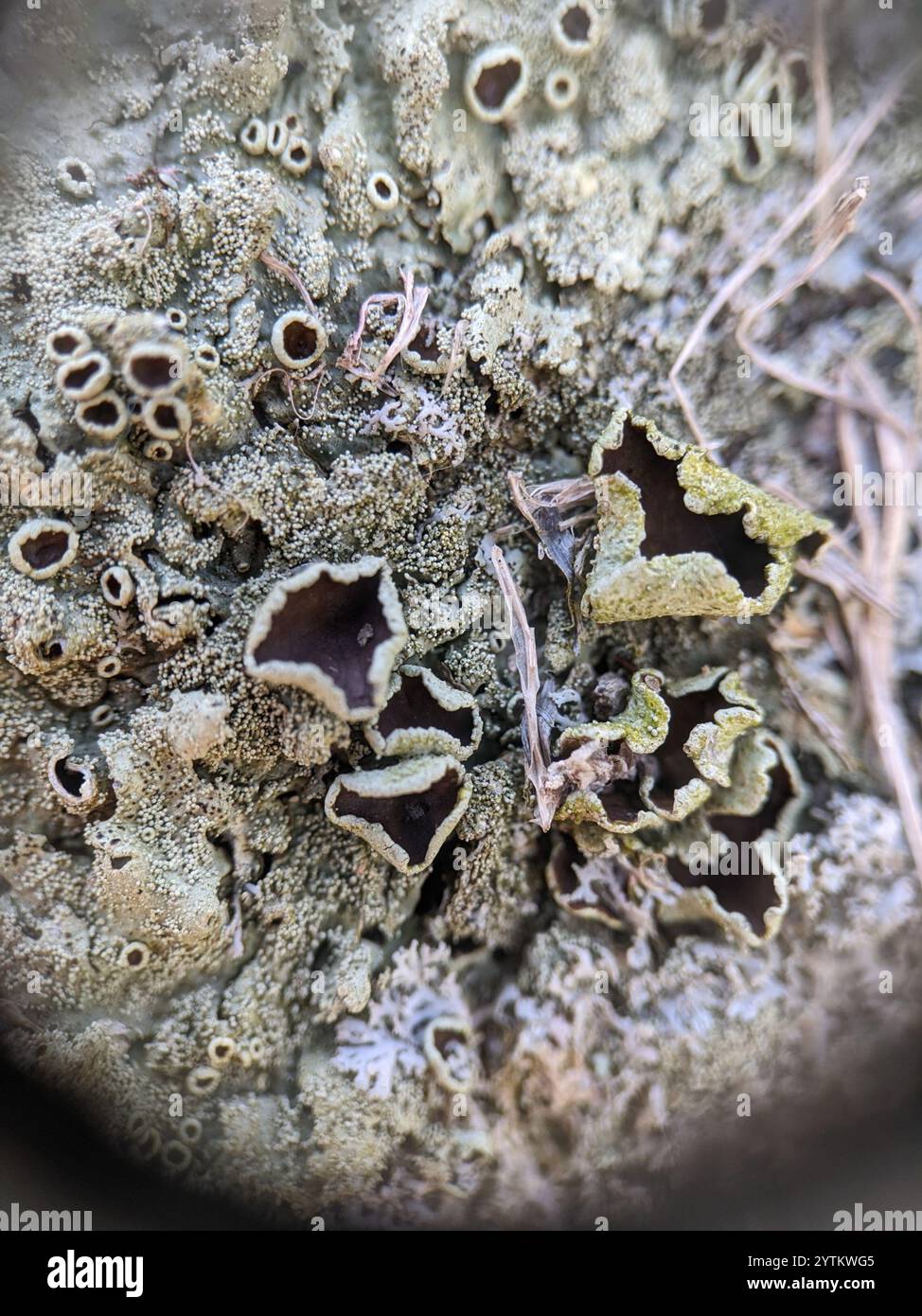 Peppered Rock-shield (Xanthoparmelia conspersa Stock Photo - Alamy