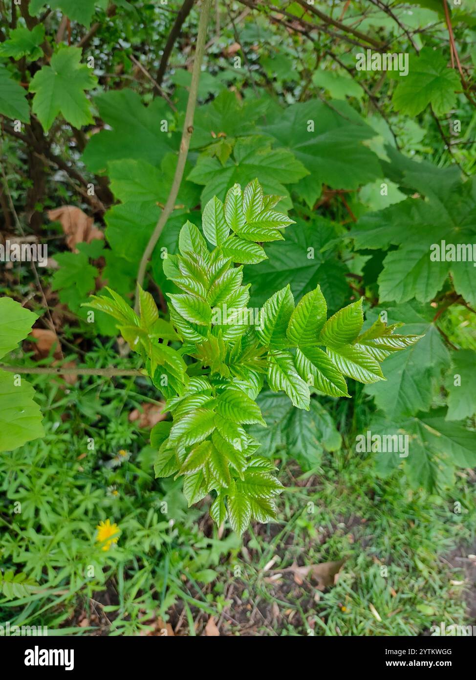 European ash (Fraxinus excelsior Stock Photo - Alamy