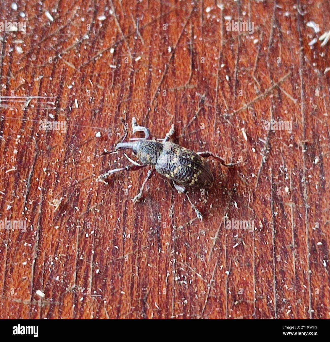 Large Pine Weevil (Hylobius abietis Stock Photo - Alamy