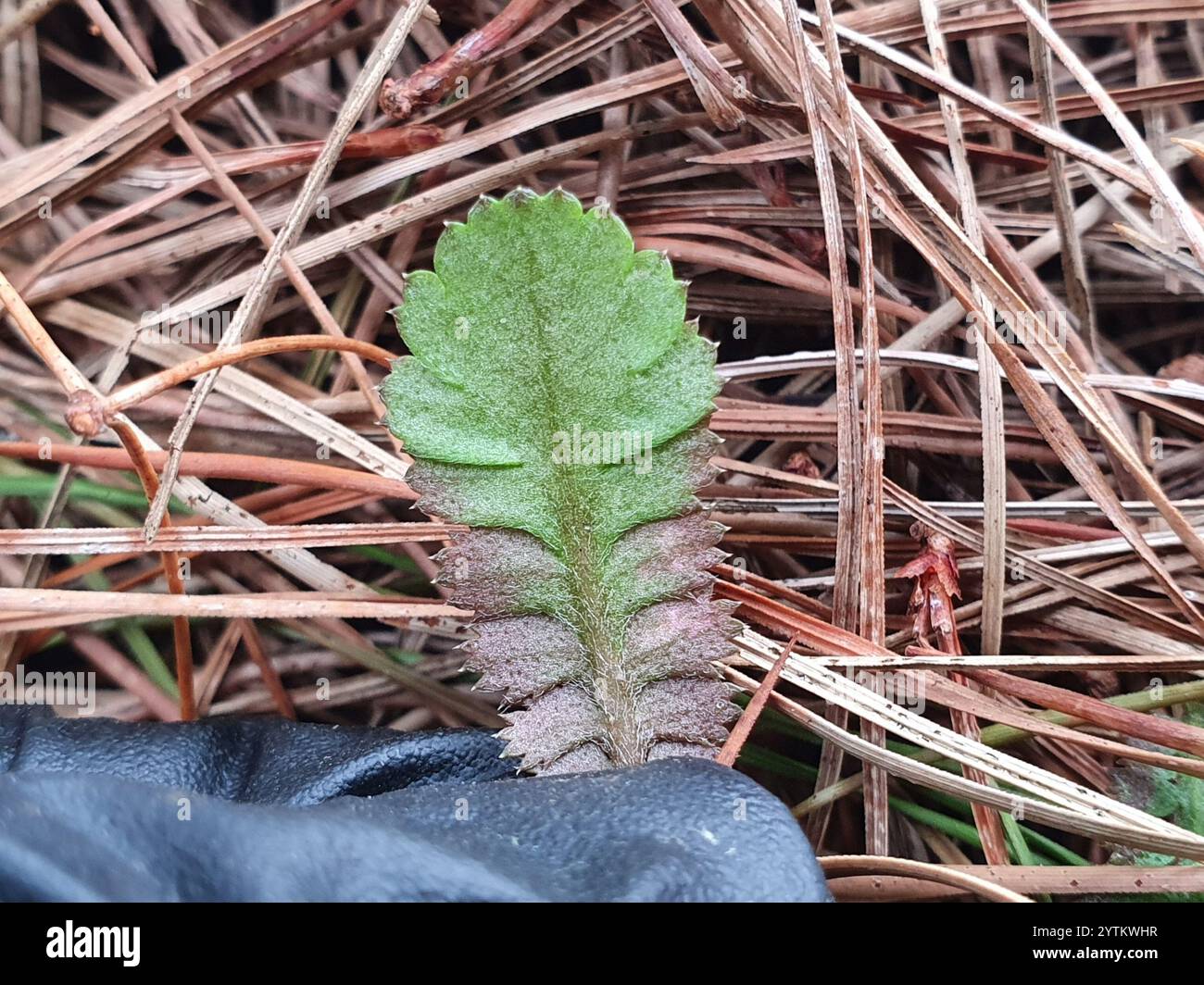 Leptinella (Leptinella squalida Stock Photo - Alamy