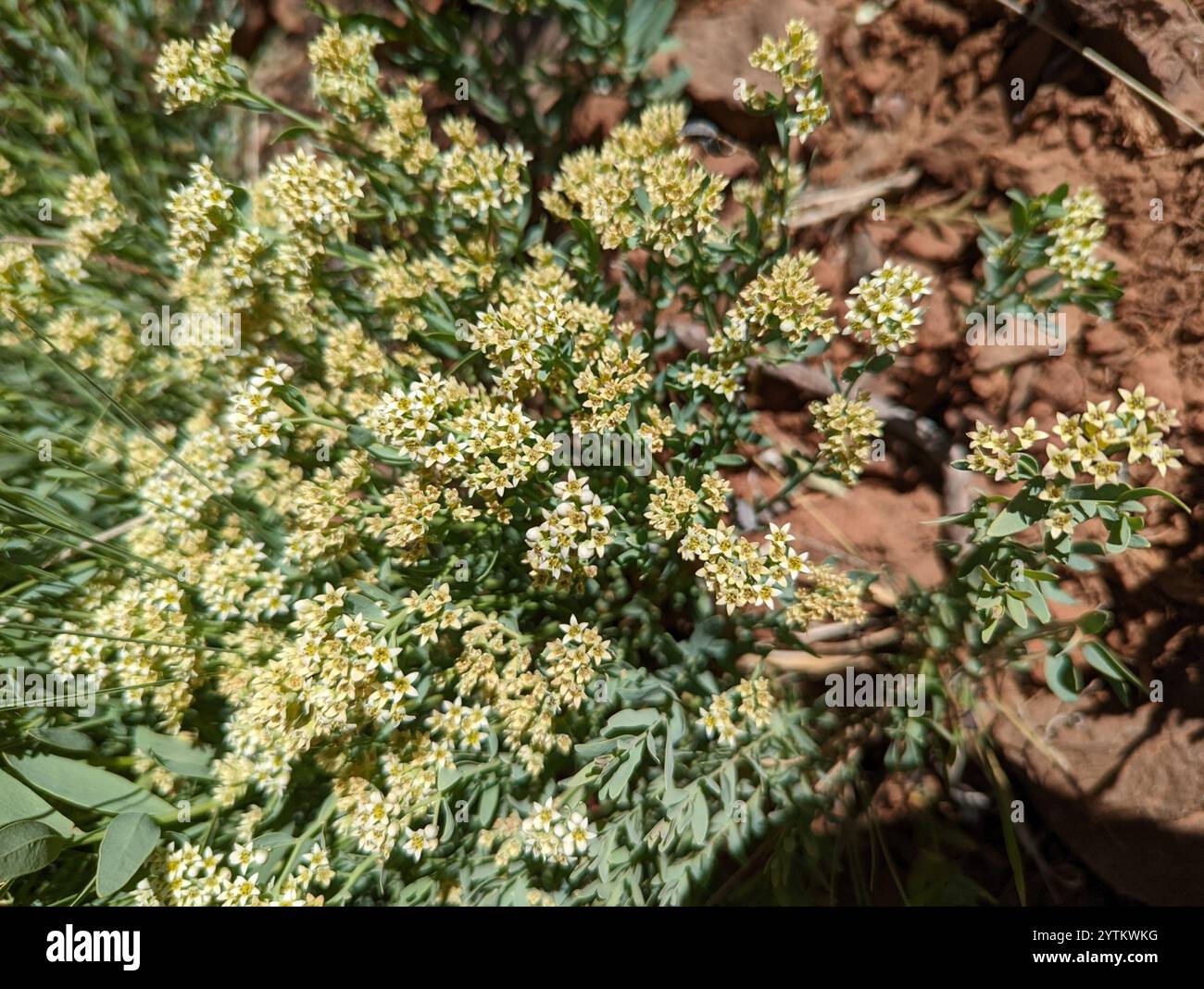 bastard toadflax (Comandra umbellata Stock Photo - Alamy