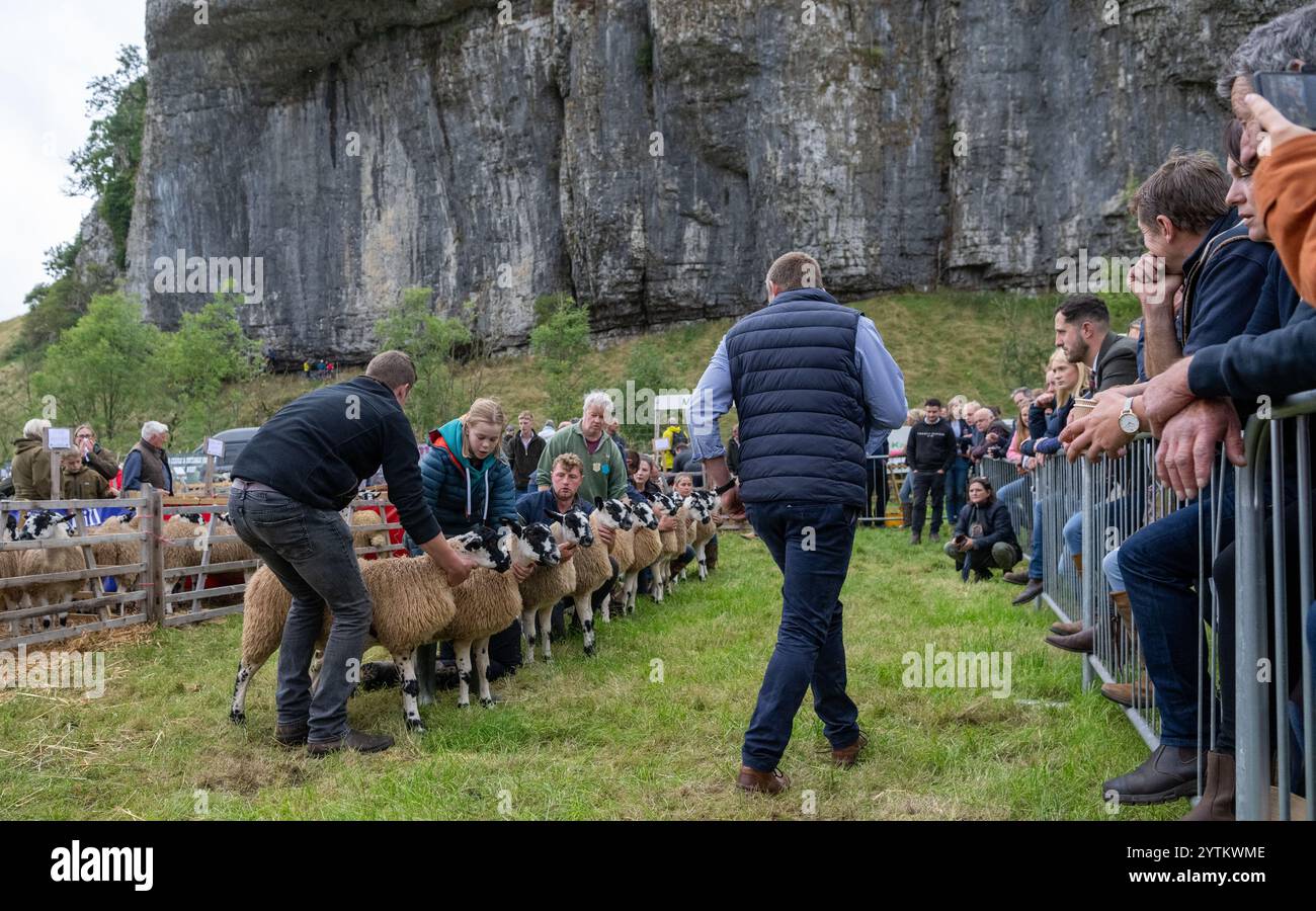 Sheep being shown at the 2024 Kilnsey Show under the shadow of Kilnsey ...