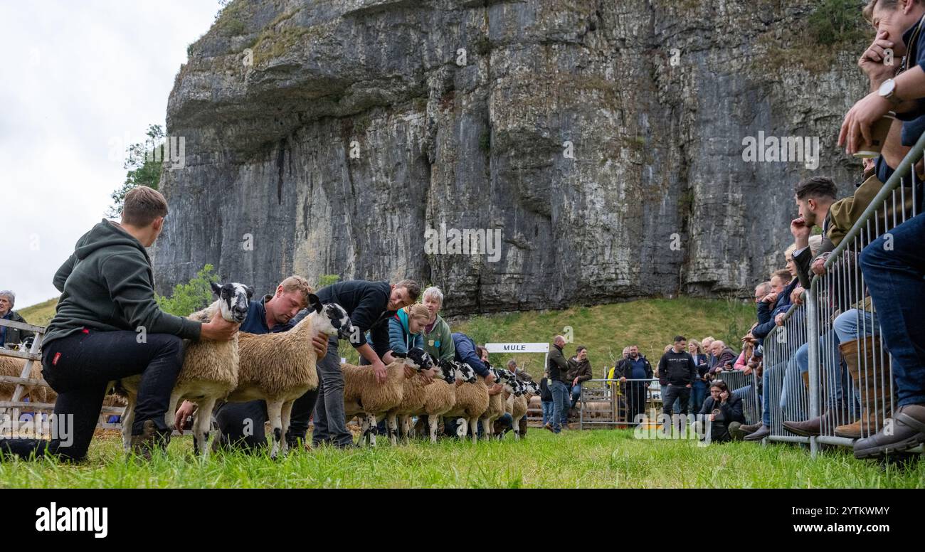 Sheep being shown at the 2024 Kilnsey Show under the shadow of Kilnsey ...