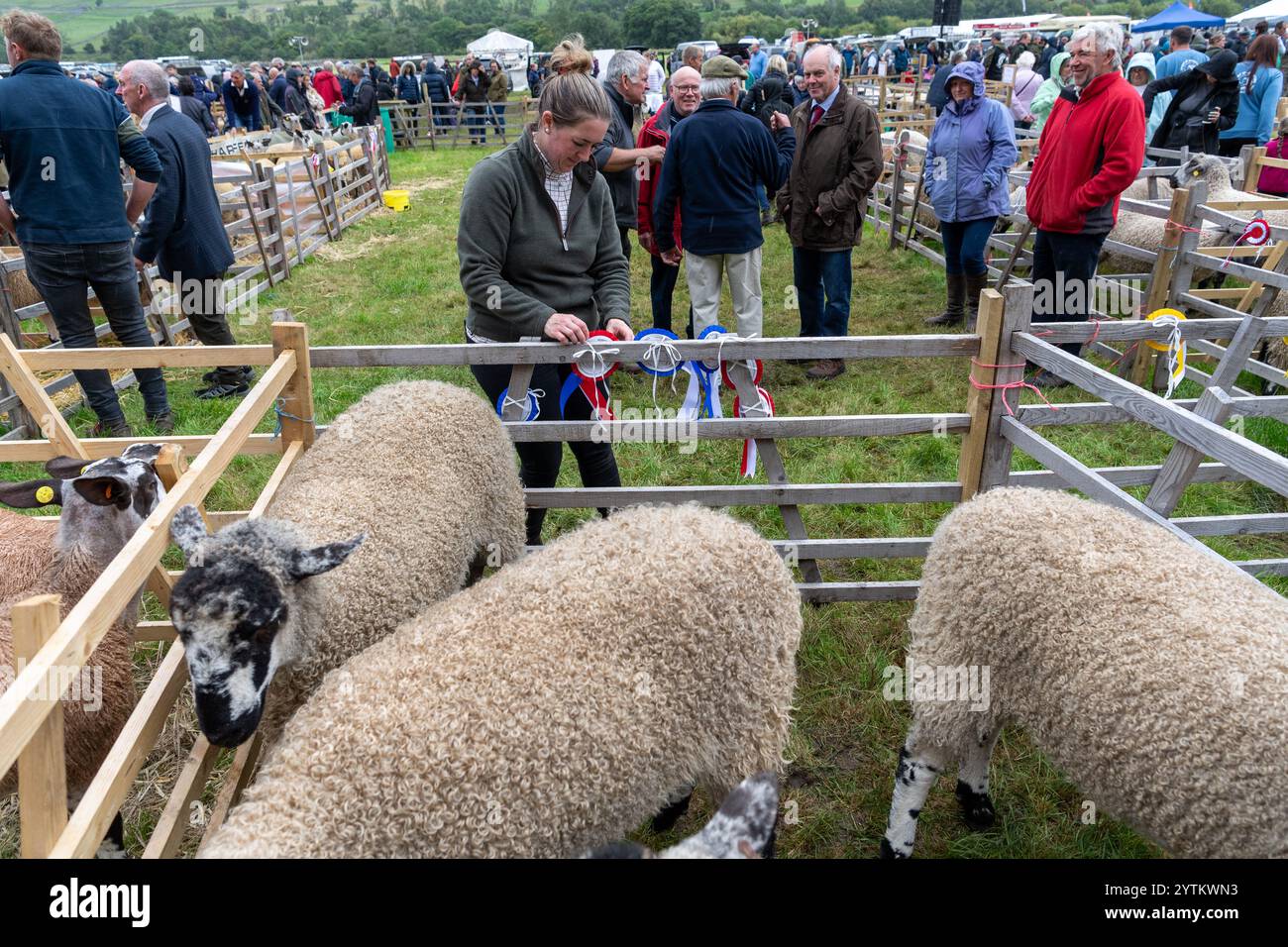 Sheep being shown at the 2024 Kilnsey Show under the shadow of Kilnsey ...