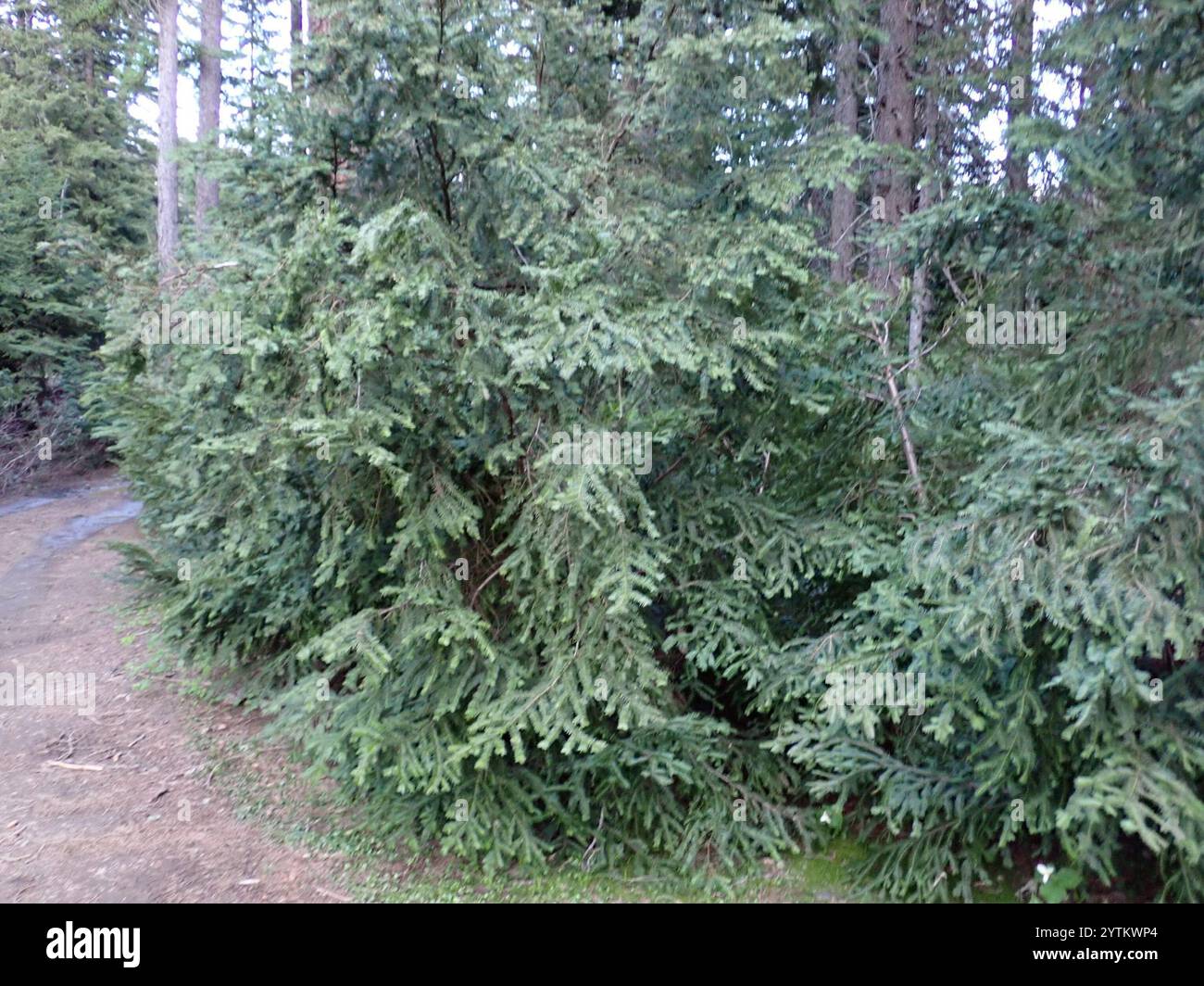 Pacific yew (Taxus brevifolia Stock Photo - Alamy