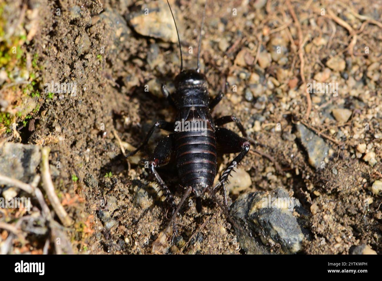Western Rock-loving Field Cricket (Gryllus saxatilis Stock Photo - Alamy