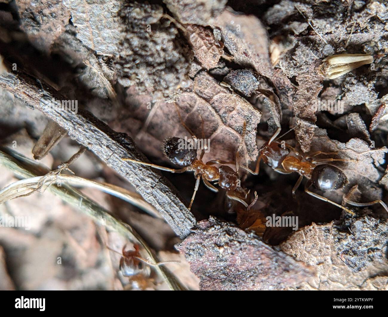 Citronella Ants, Fuzzy Ants, and Allies (Lasius Stock Photo - Alamy
