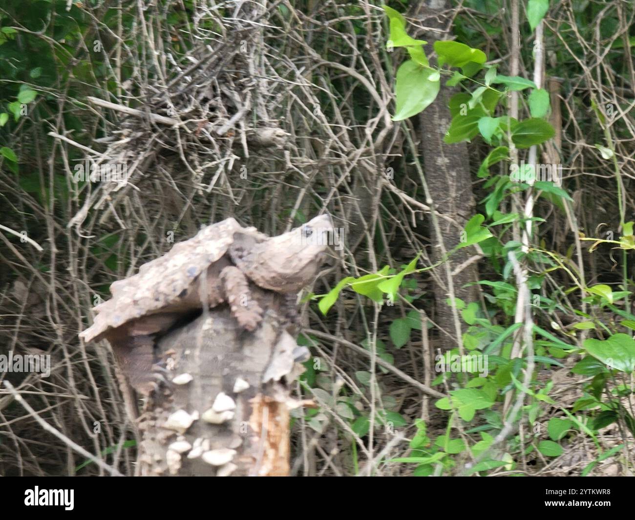 Alligator Snapping Turtle (Macrochelys temminckii Stock Photo - Alamy