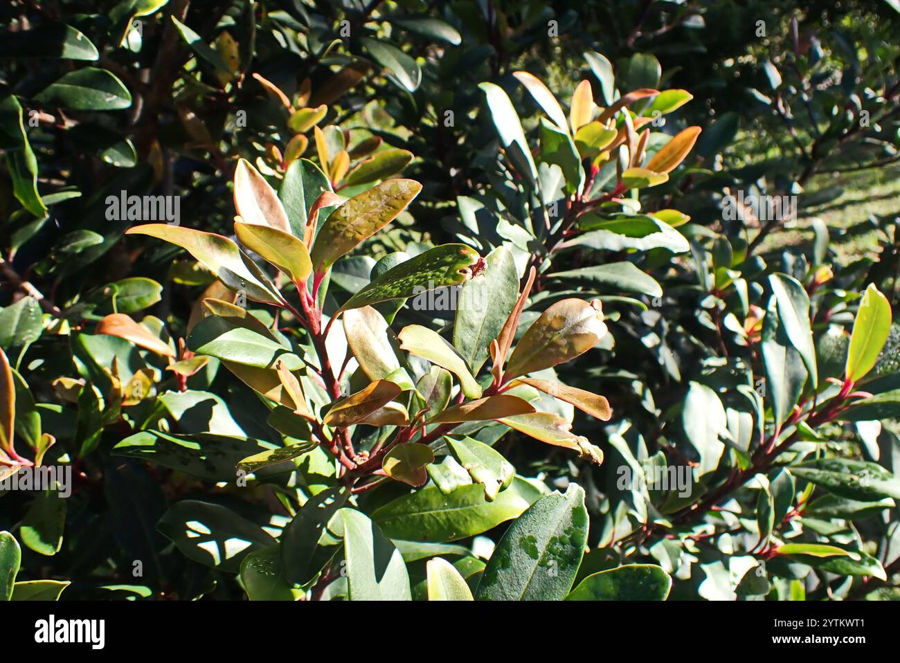 Cape beech (Rapanea melanophloeos Stock Photo - Alamy