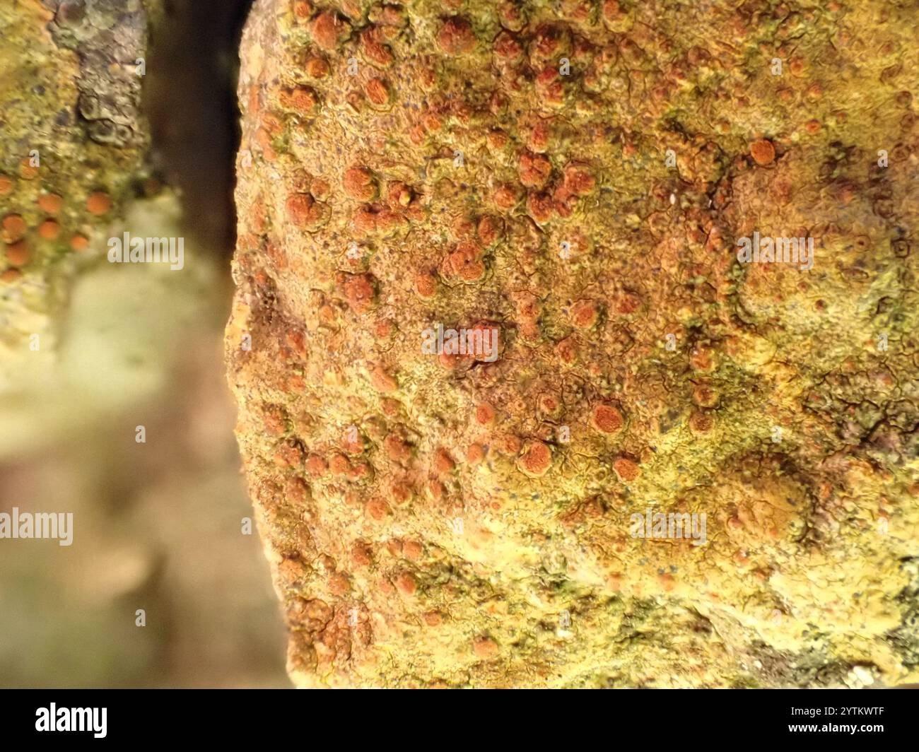 bushy lichens, sea-fog lichens, and allies (Ramalinaceae Stock Photo ...