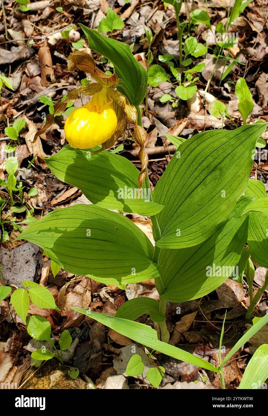 yellow lady's slipper (Cypripedium parviflorum Stock Photo - Alamy