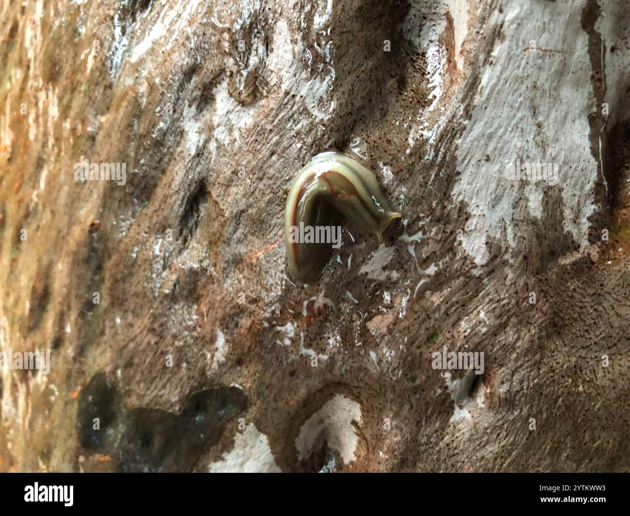Red Triangle Slug (Triboniophorus graeffei Stock Photo - Alamy