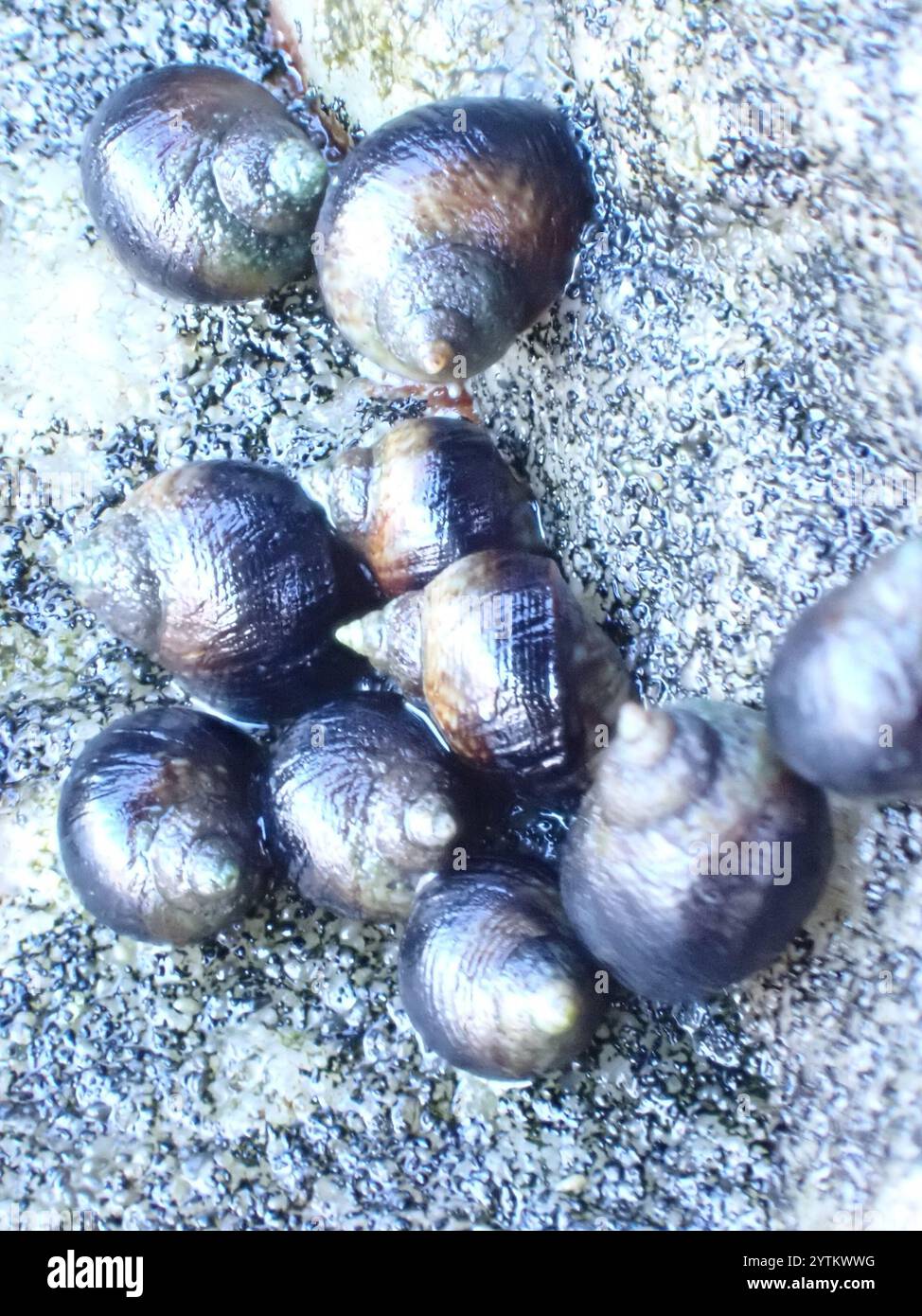 Southern Periwinkle (Afrolittorina knysnaensis Stock Photo - Alamy