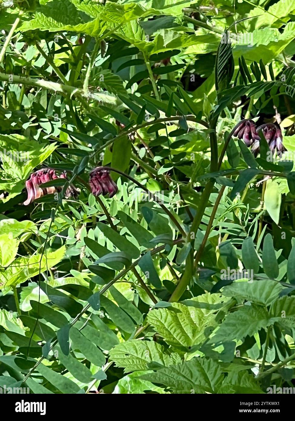 giant vetch (Vicia gigantea Stock Photo - Alamy