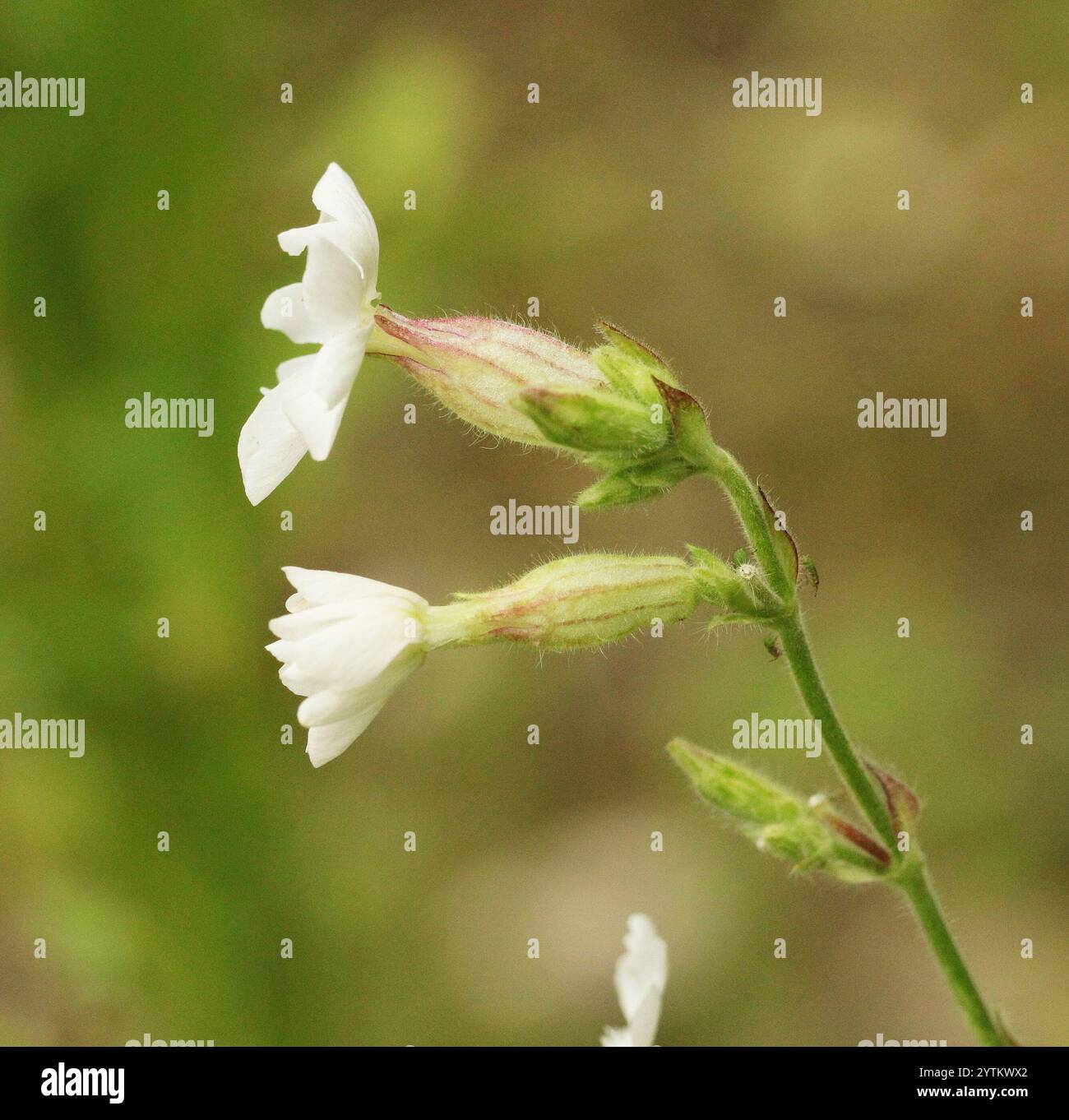 evening lychnis (Silene latifolia alba Stock Photo - Alamy