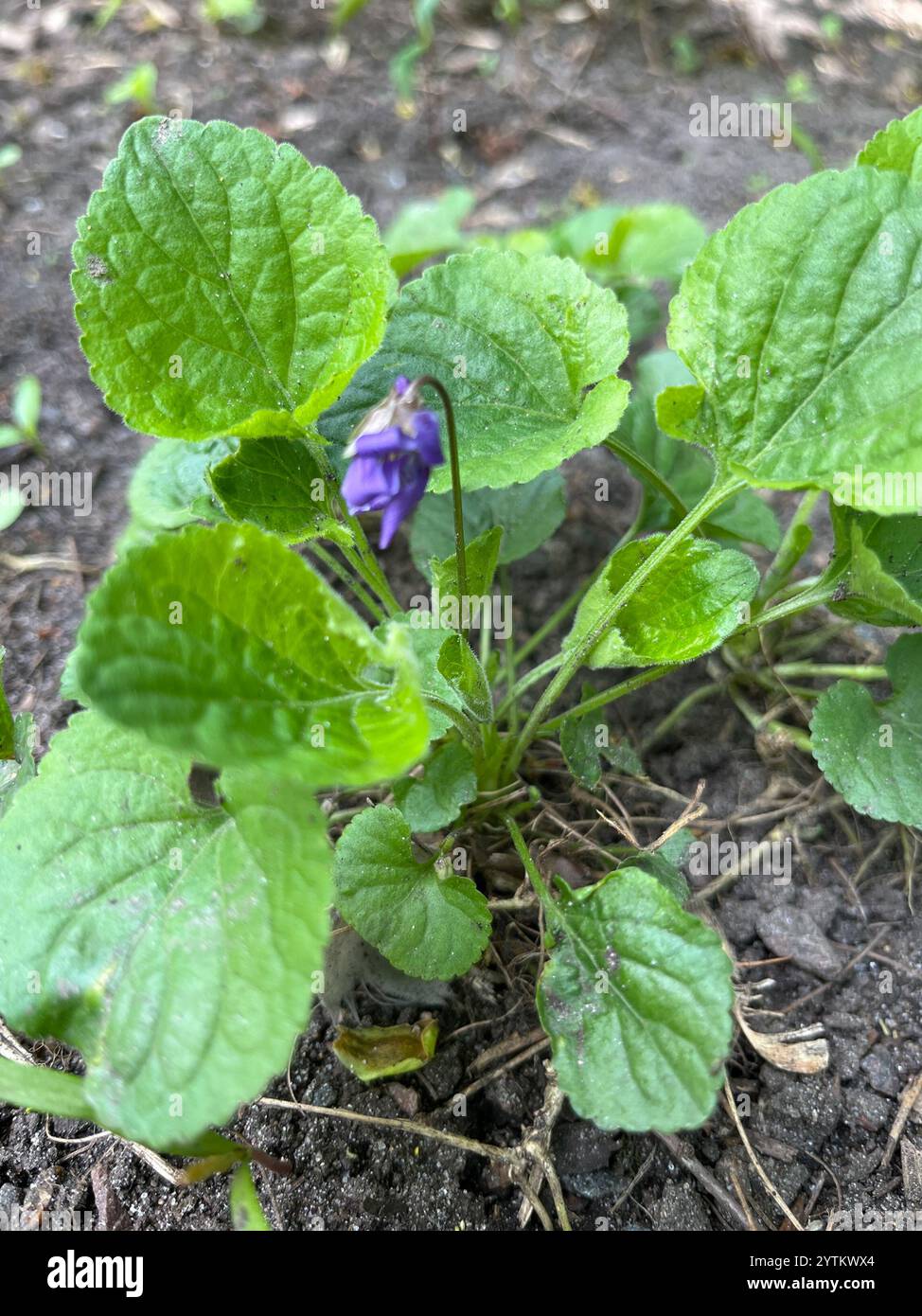 Sweet violet (Viola odorata Stock Photo - Alamy