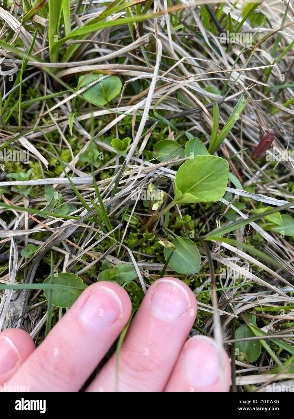 northern white violet (Viola minuscula Stock Photo - Alamy
