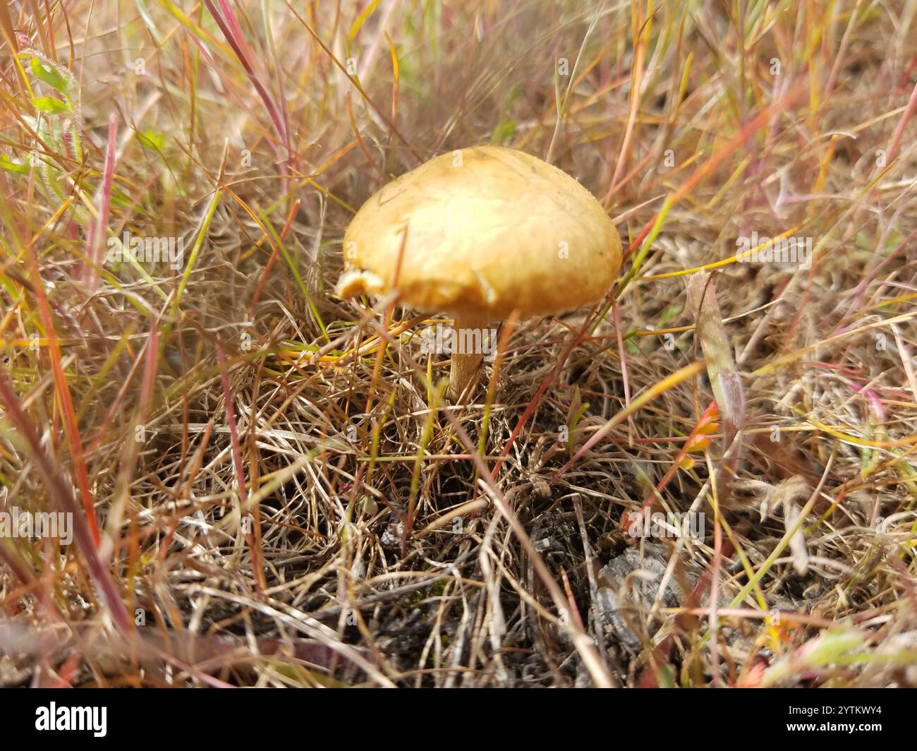 Common Fieldcap (Agrocybe pediades Stock Photo - Alamy