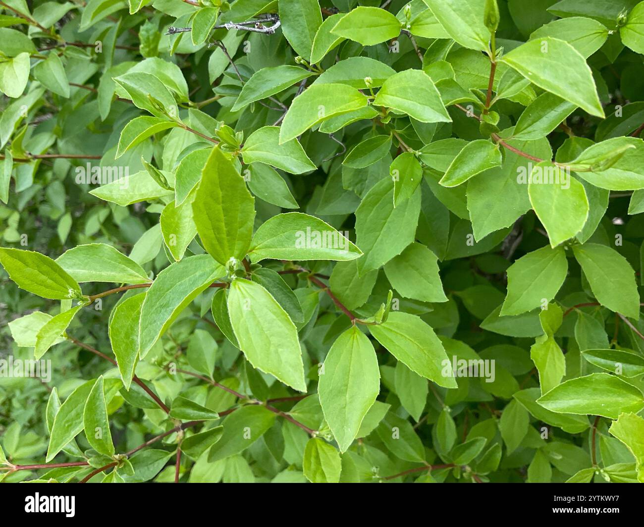 Lewis' mock orange (Philadelphus lewisii Stock Photo - Alamy