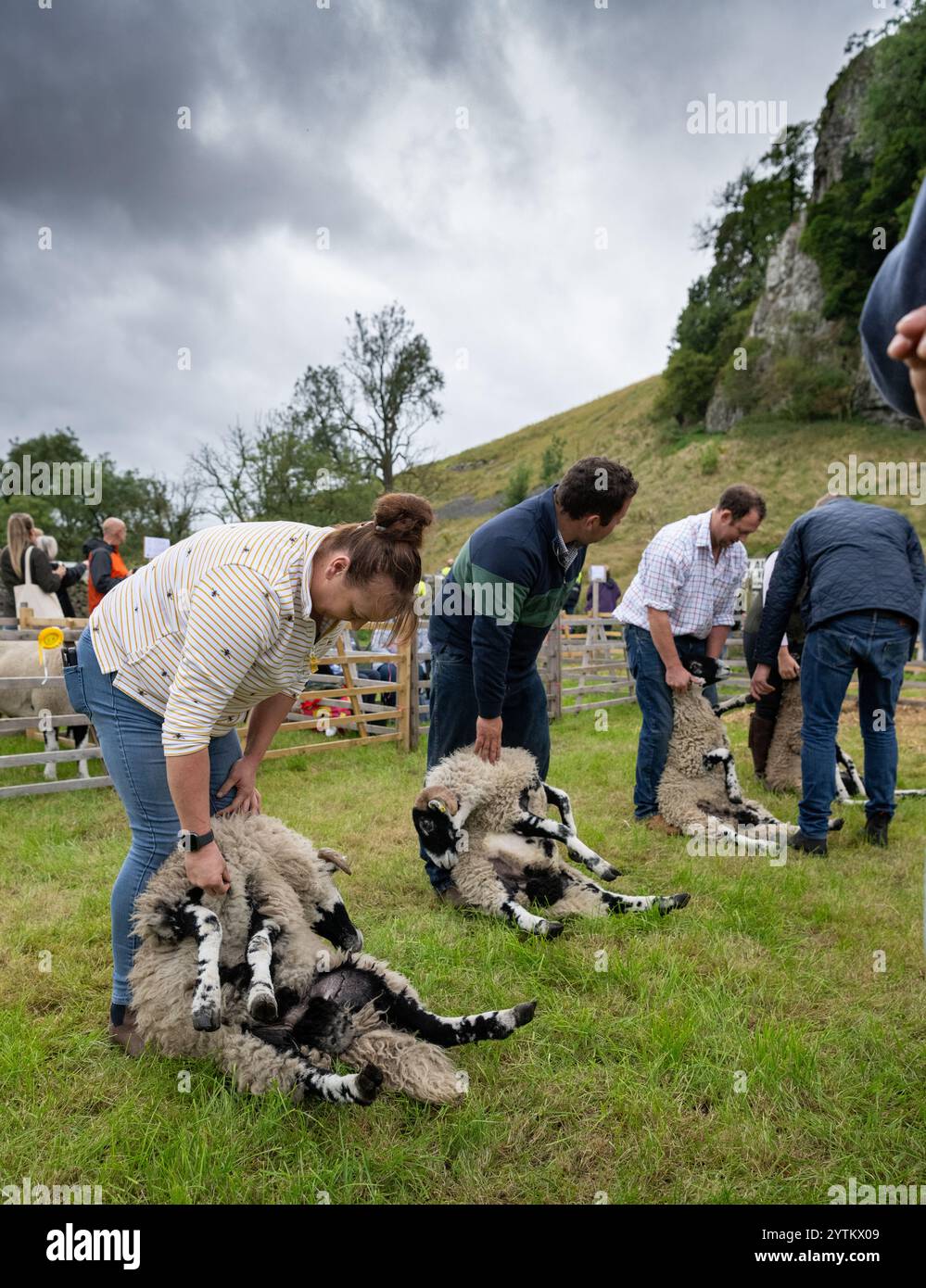 Sheep being shown at the 2024 Kilnsey Show under the shadow of Kilnsey ...