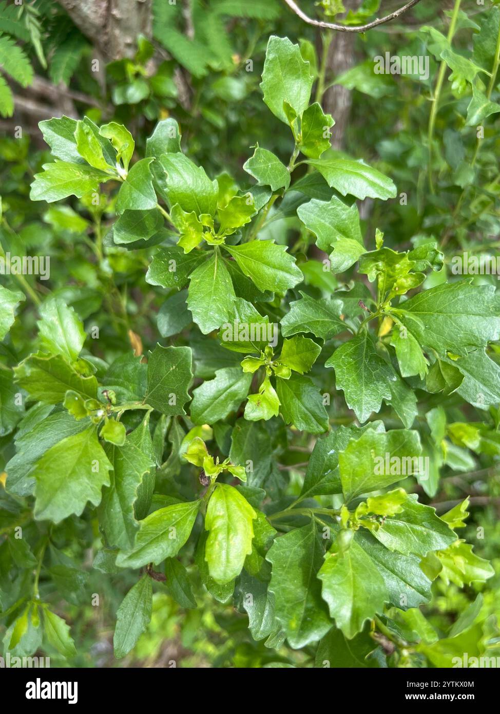 groundsel tree (Baccharis halimifolia Stock Photo - Alamy