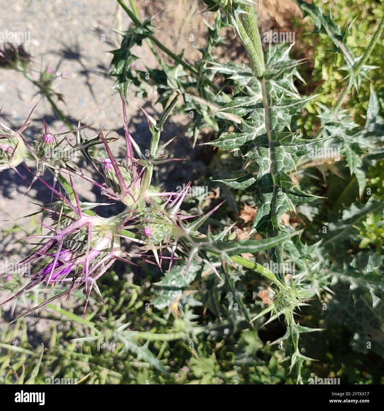 Syrian Thistle (Notobasis syriaca Stock Photo - Alamy