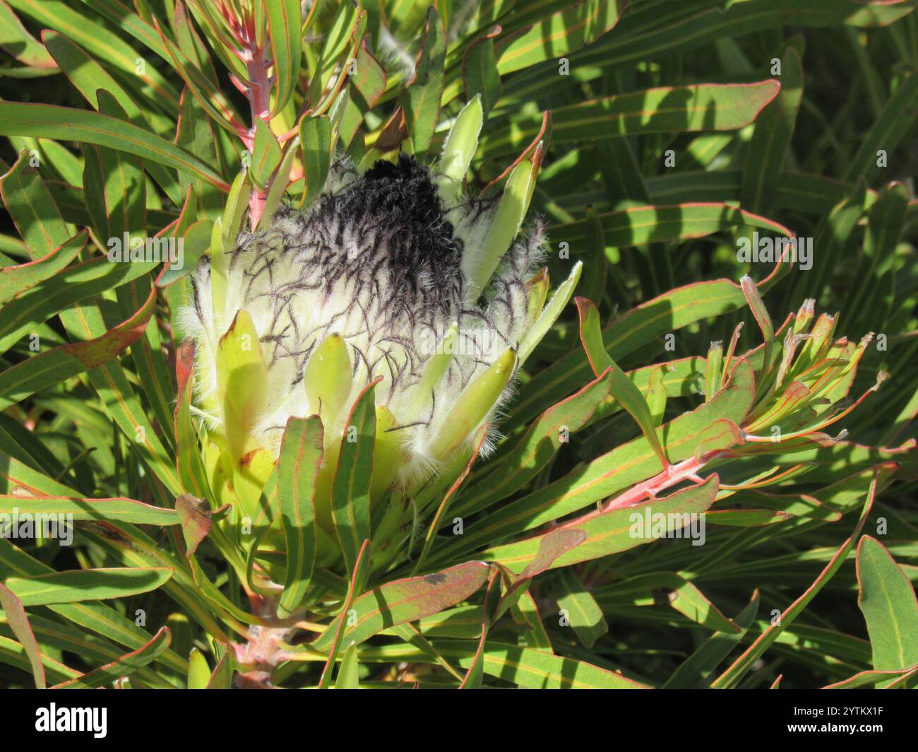 Long-leaf Sugarbush (Protea longifolia Stock Photo - Alamy