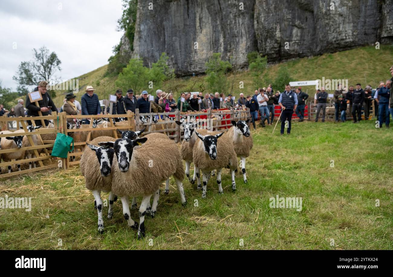 Sheep being shown at the 2024 Kilnsey Show under the shadow of Kilnsey ...