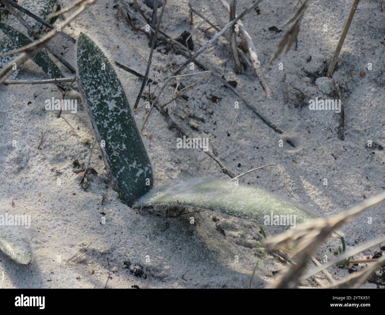 Haemanthus pubescens hi-res stock photography and images - Alamy