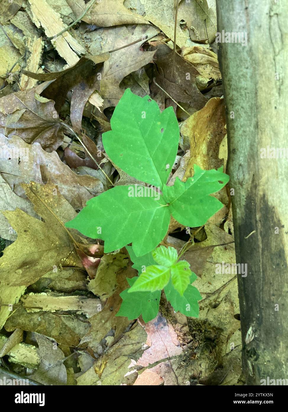 eastern poison ivy (Toxicodendron radicans Stock Photo - Alamy