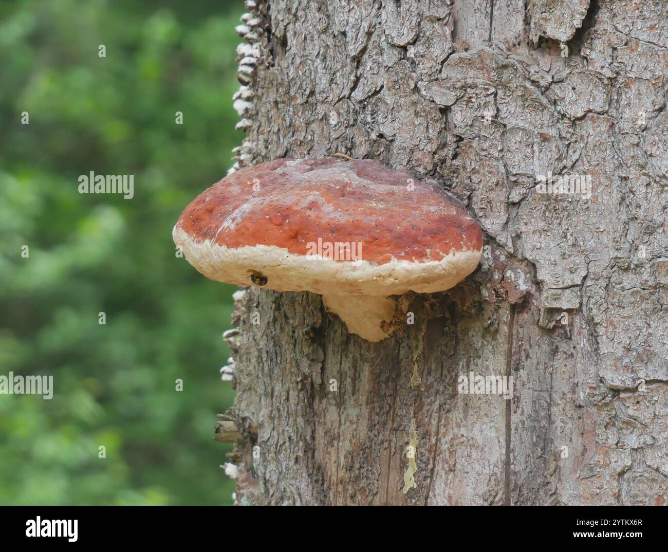 Red-banded Polypore (Fomitopsis pinicola Stock Photo - Alamy