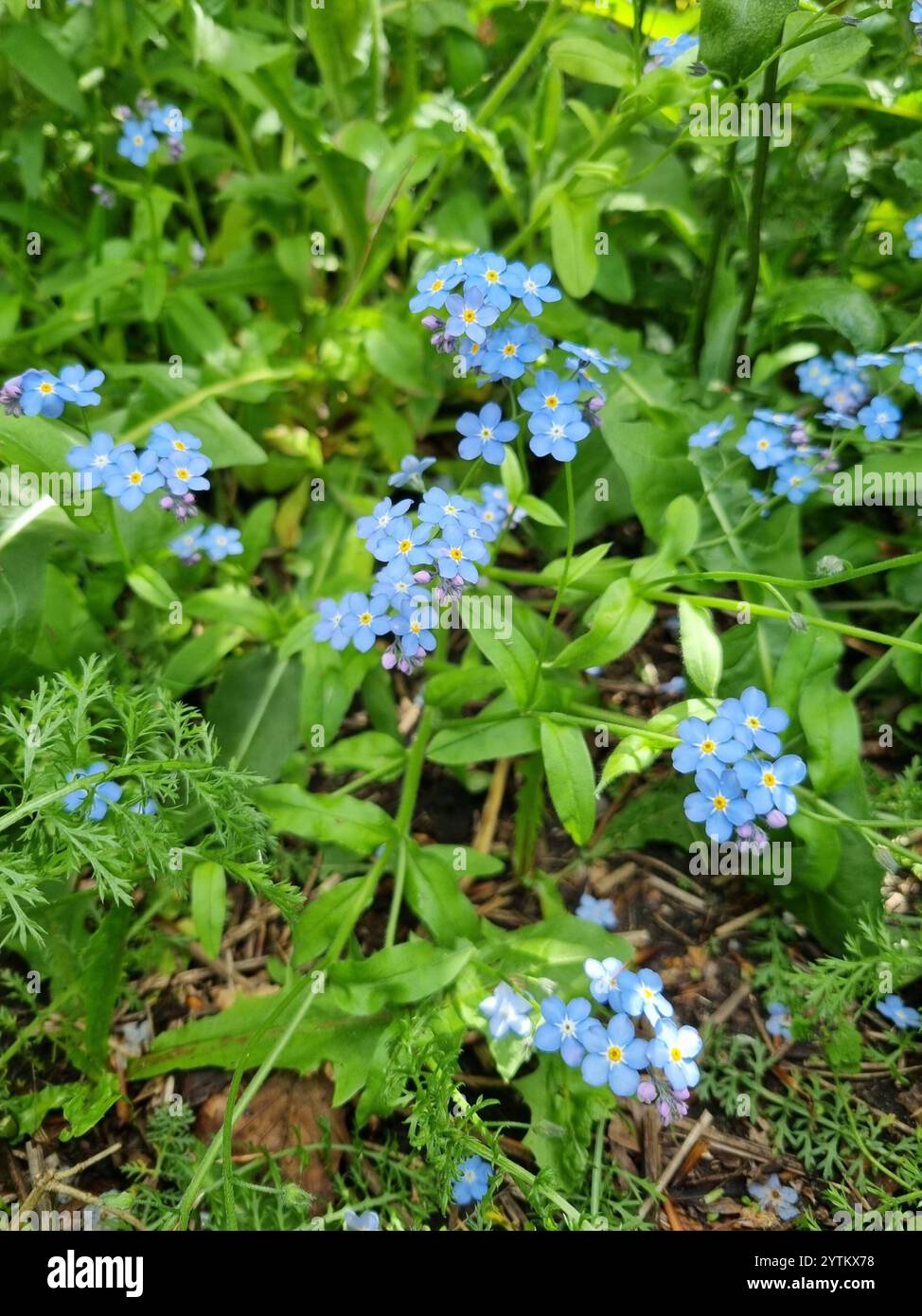 Wood Forget-me-not (Myosotis sylvatica Stock Photo - Alamy