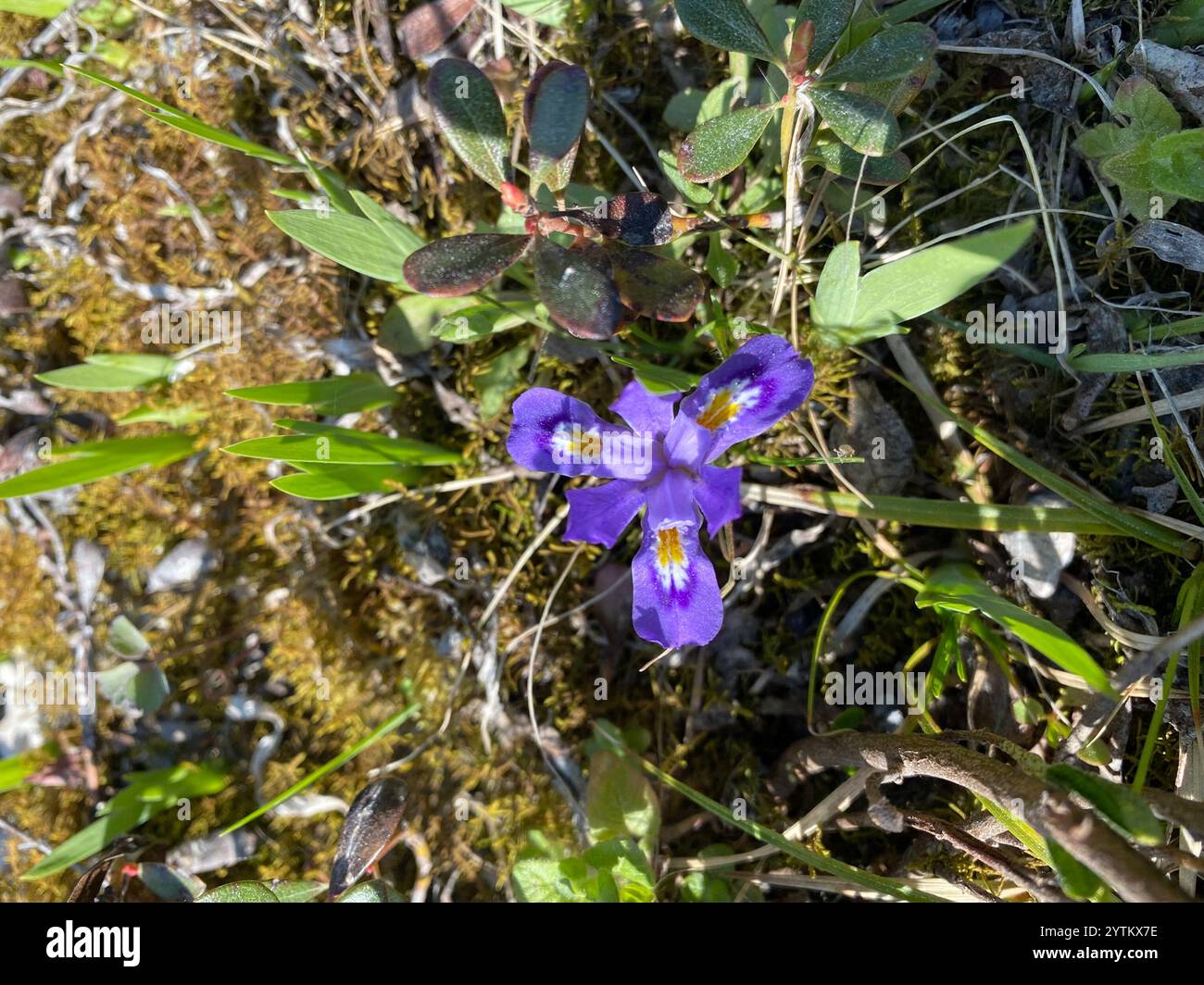 Dwarf Lake Iris (Iris lacustris Stock Photo - Alamy