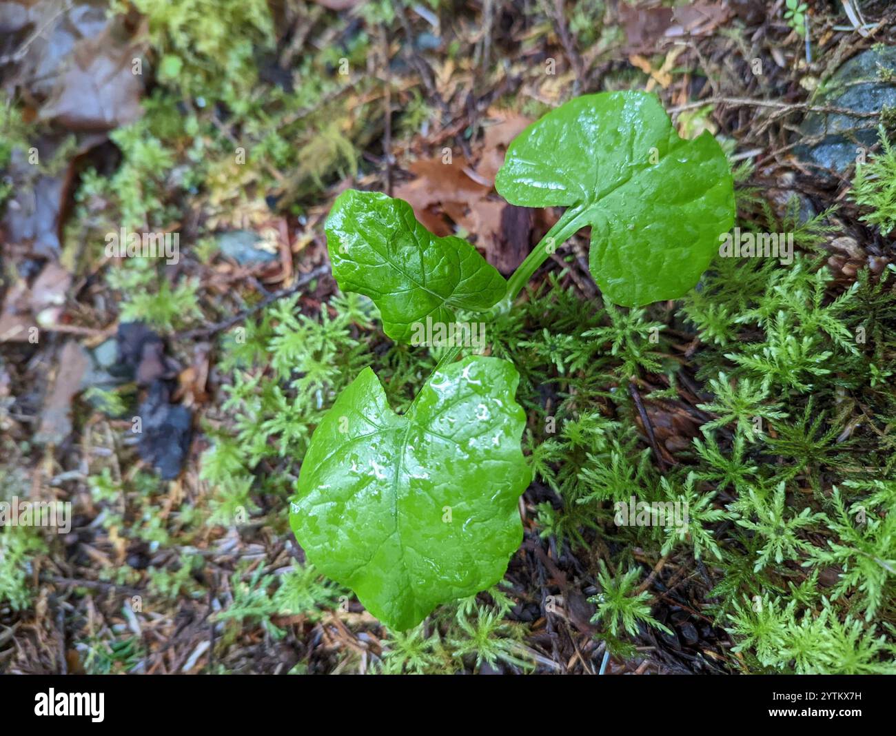 Trailplant hi-res stock photography and images - Alamy