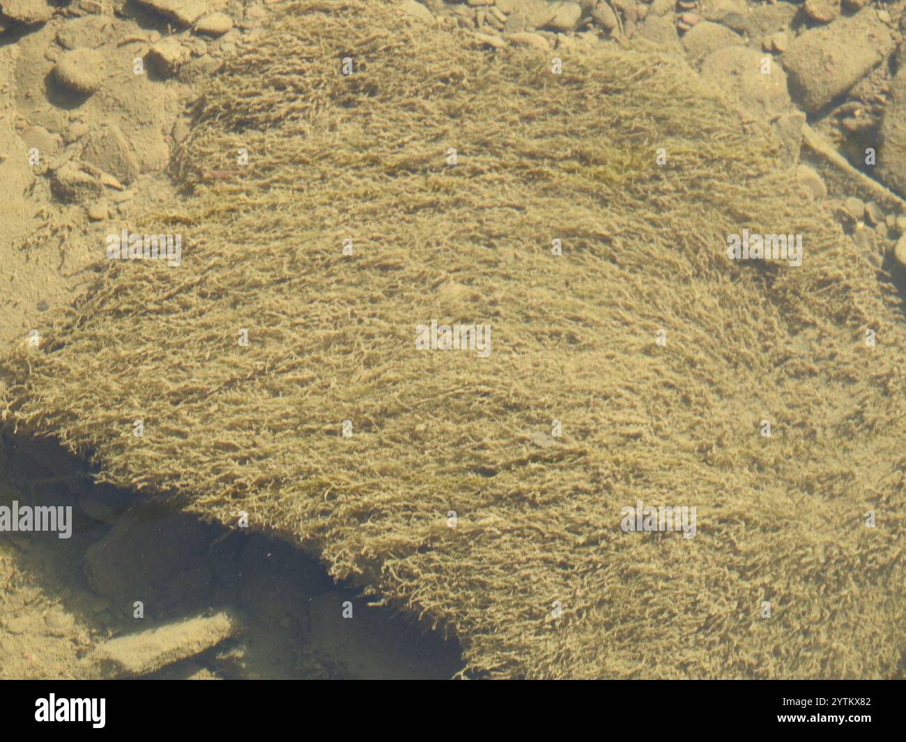 green algae (Chlorophyta Stock Photo - Alamy