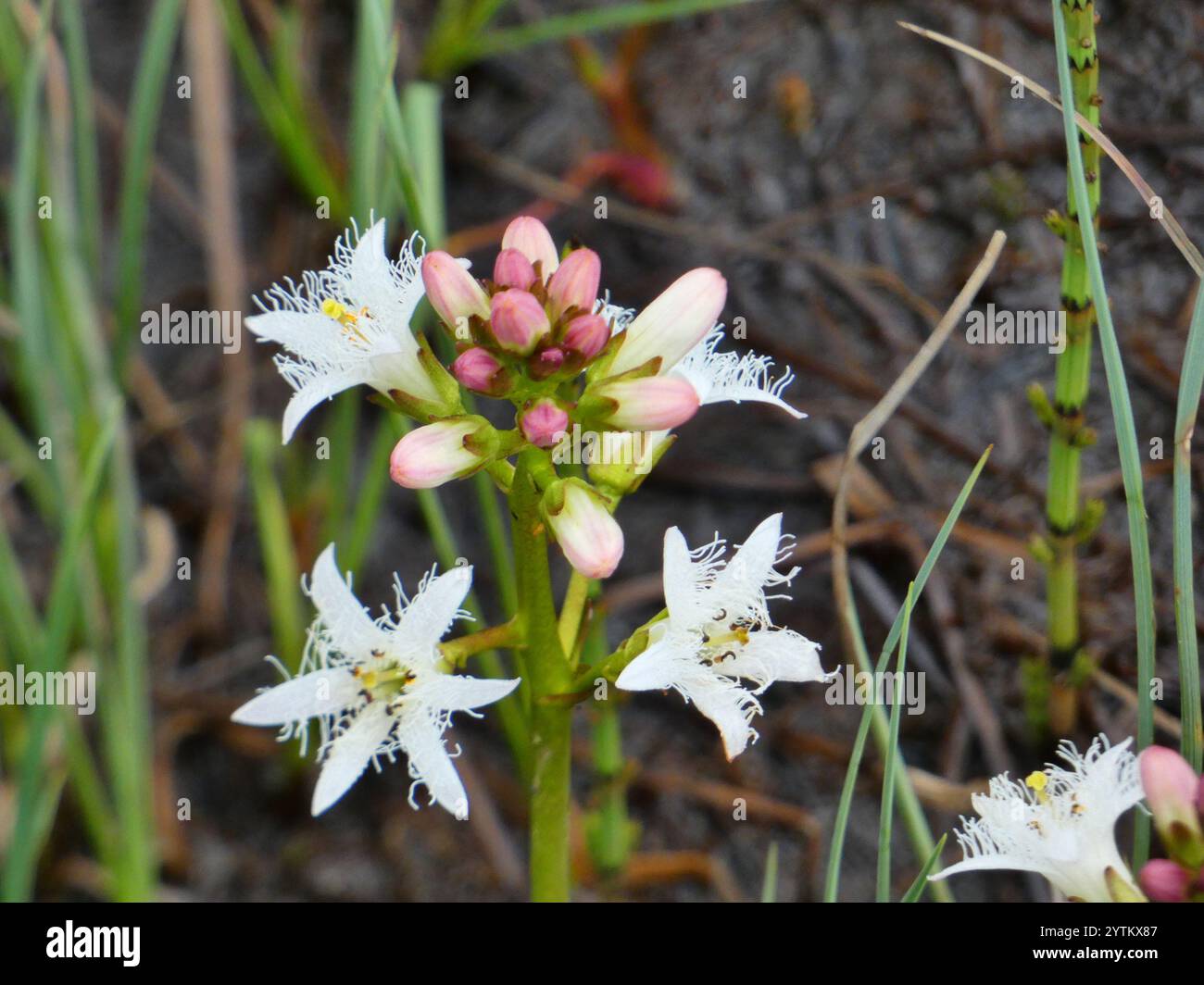 Bogbean (Menyanthes trifoliata Stock Photo - Alamy