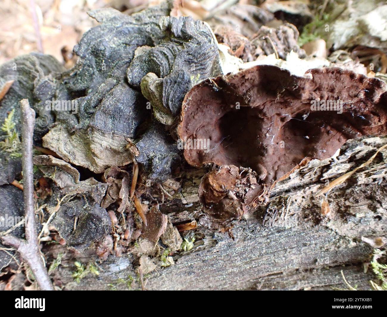 Oak Curtain Crust Fungus (Hymenochaete rubiginosa Stock Photo - Alamy