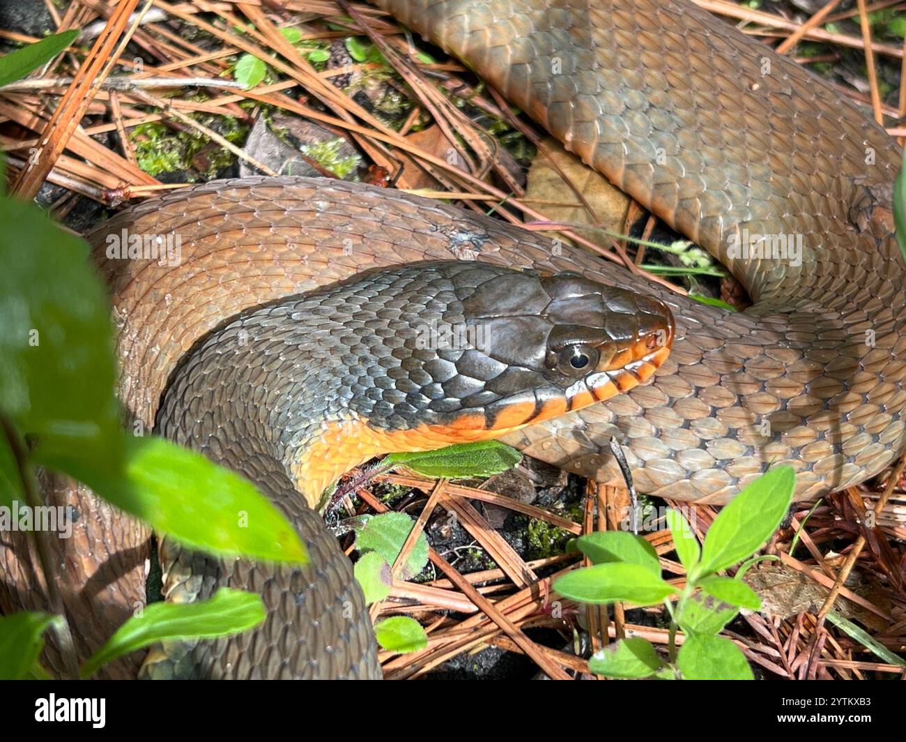 Plain bellied watersnake nerodia hi-res stock photography and images ...