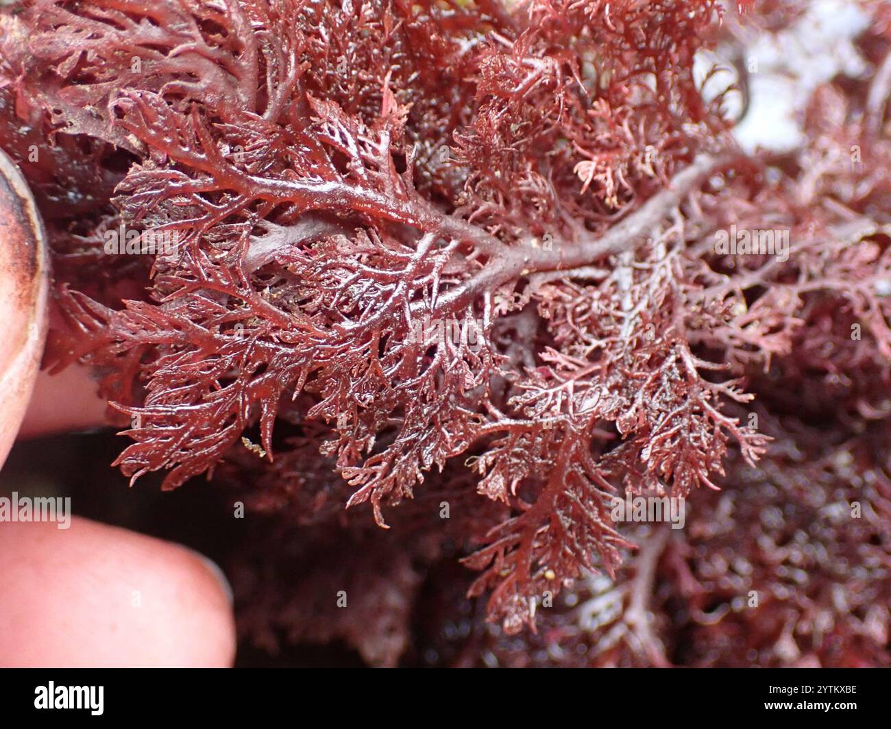 Sea Comb (Plocamium cartilagineum Stock Photo - Alamy