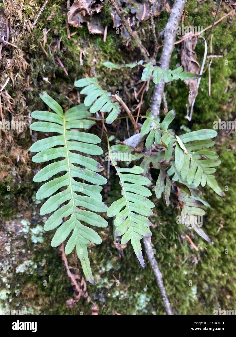 rock polypody (Polypodium virginianum Stock Photo - Alamy
